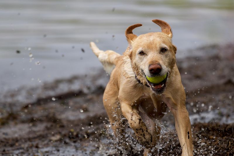 These 12 dog breeds are the worst for allergy sufferers