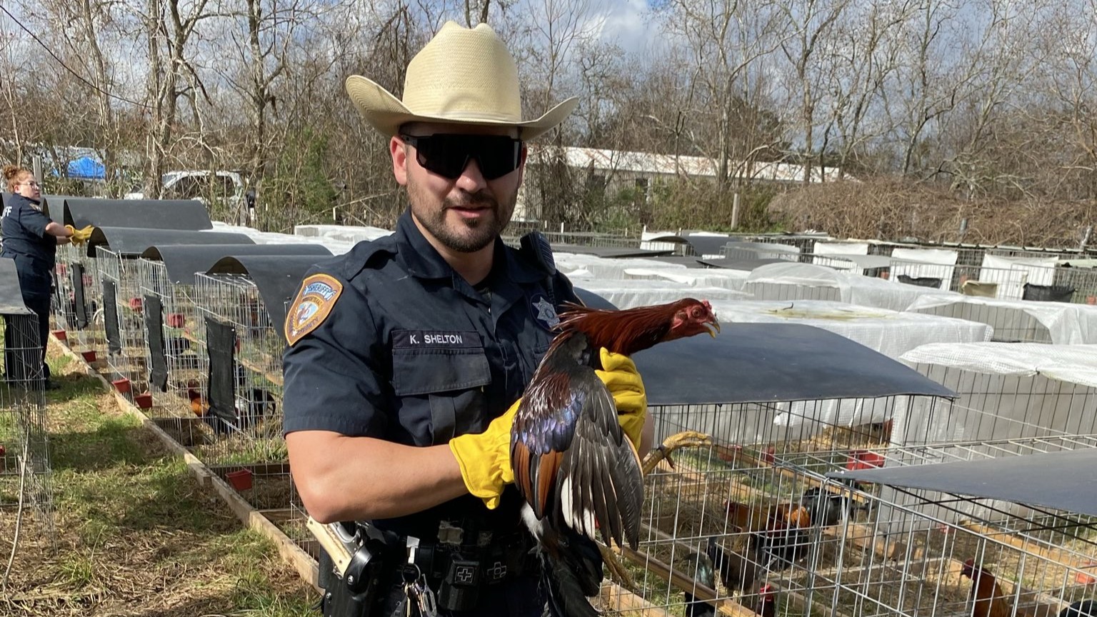300 roosters rescued, man arrested following fighting ring bust in ...