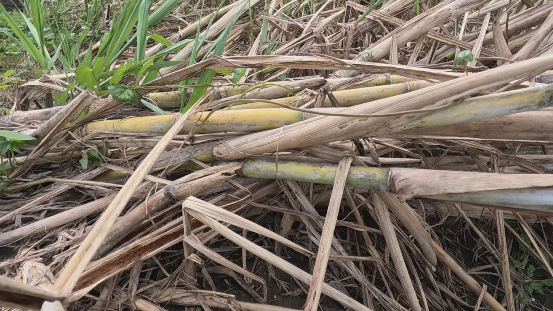 Burning fields lead to falling ash, haze in parts of St. George ...