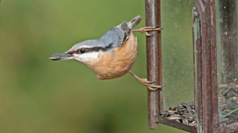 Turn an ordinary thrift store find into an adorable bird feeder