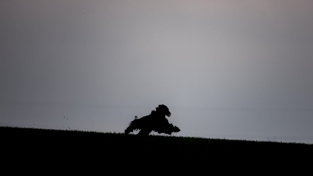 $2K reward offered for return of 2 dogs missing after minivan stolen at ...