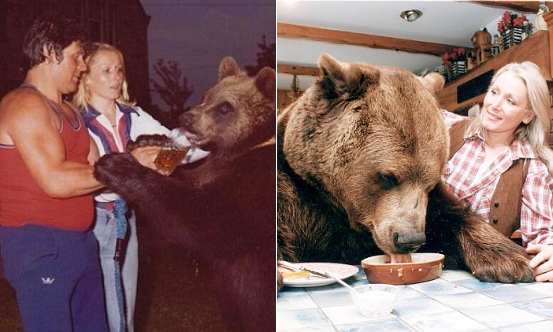 The story of Hercules, the bear raised 'like a son' by a Scottish ...