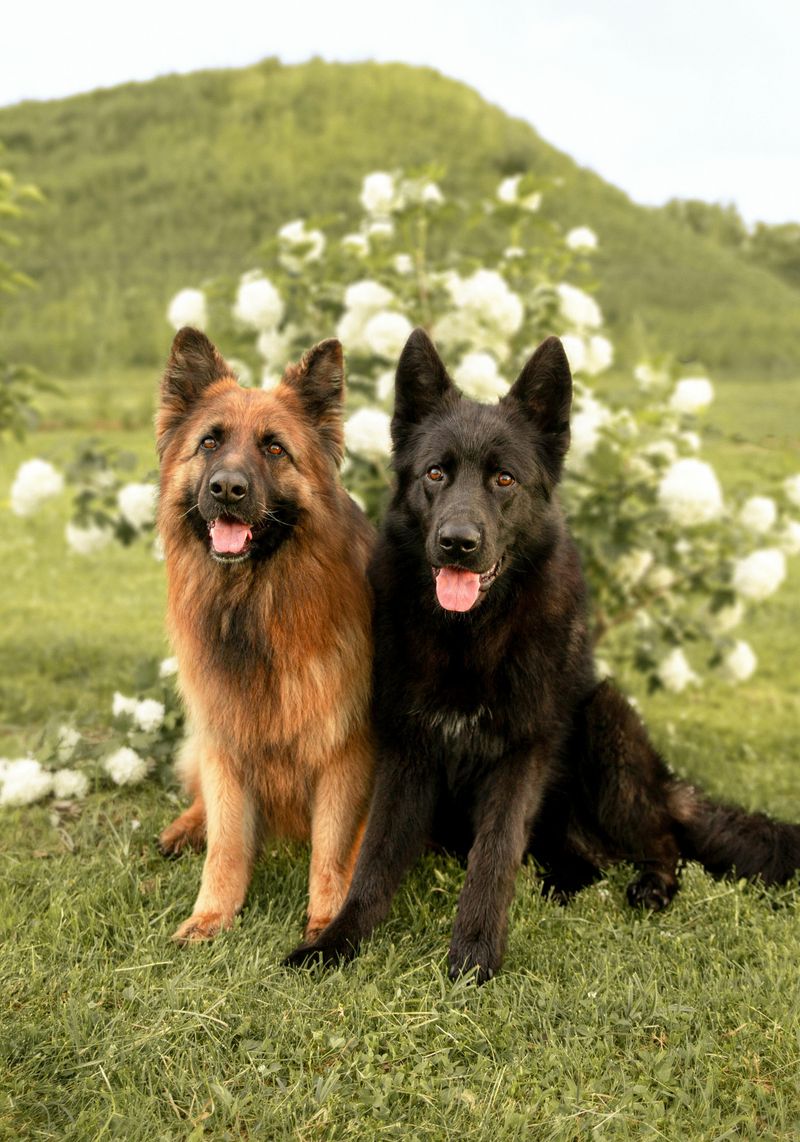 These 12 dog breeds are the worst for allergy sufferers