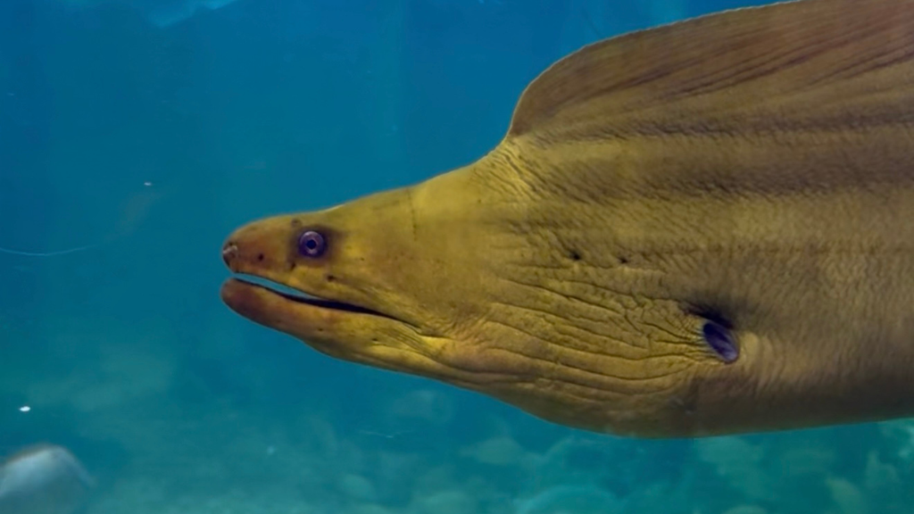 Hundreds of marine animals from Miami Seaquarium find new home at ...