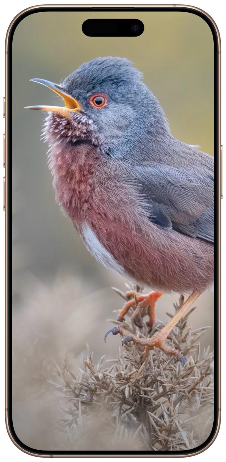 6 best apps to download on your new iPhone and level up the experience