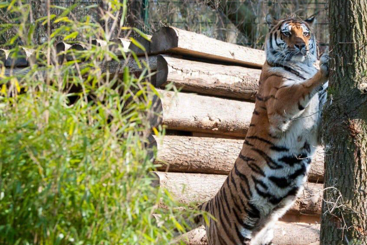 Tiger-Dame aus Tierpark Gotha eingeschläfert: Mit diesen Leiden hatte ...