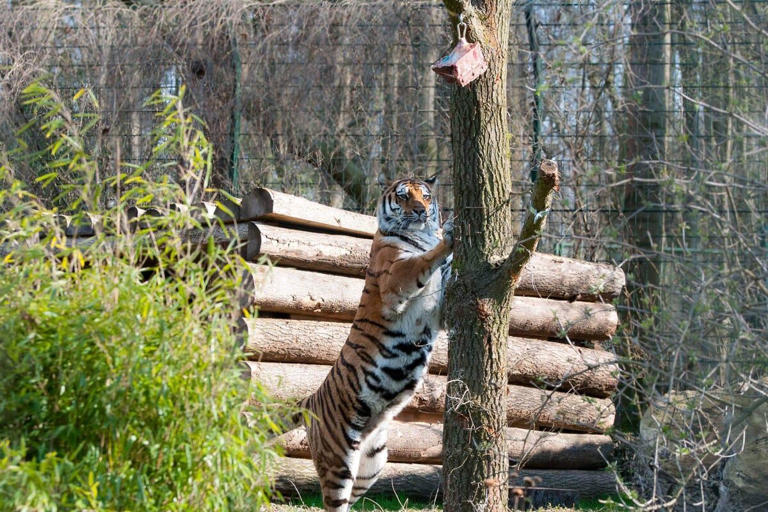 Tiger-Dame aus Tierpark Gotha eingeschläfert: Mit diesen Leiden hatte ...