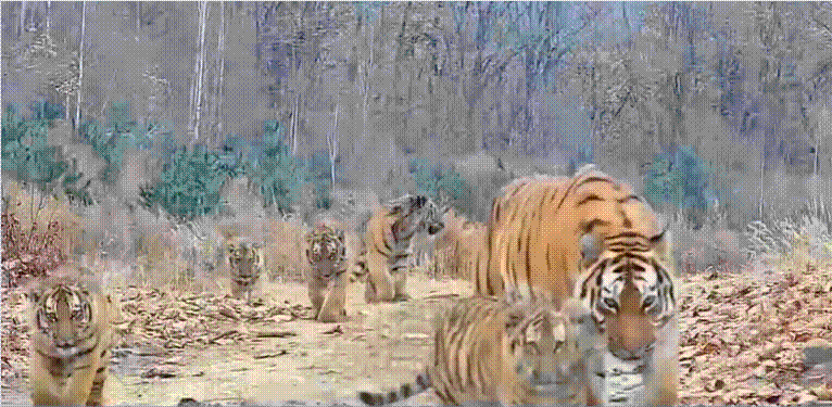 Six wild Baekdusan tigers captured in rare single frame
