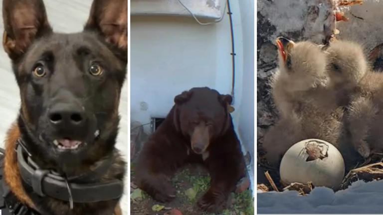 Amazing animals: The 'tails' of pets and wildlife that made 2025 memorable