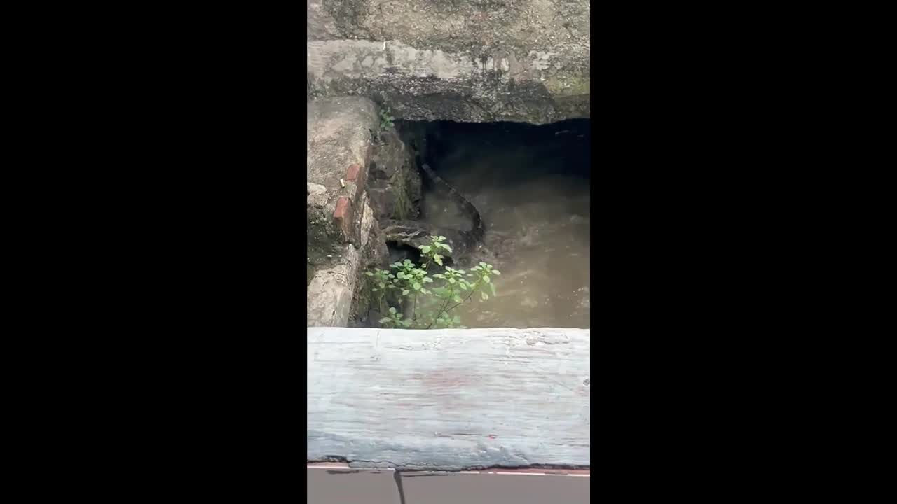 Two water monitor lizards emerge from drainage culvert in Cilegon ...
