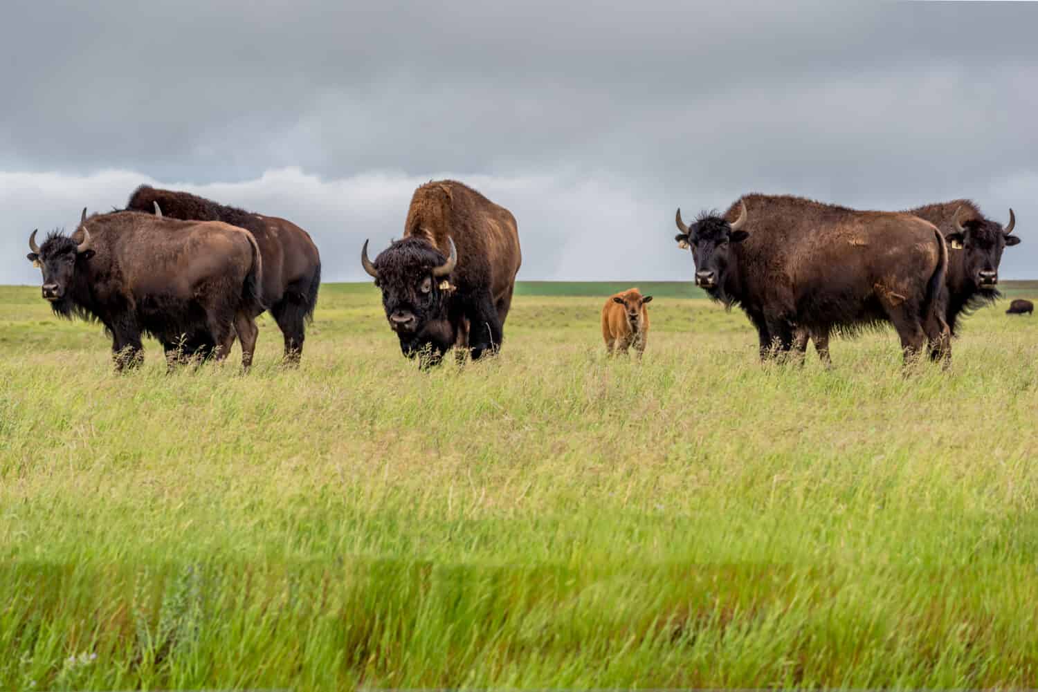 Why Wyoming chose the plains bison as its state animal