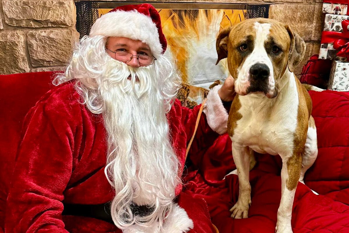 Sweet dog abandoned in front of animal shelter right before Christmas