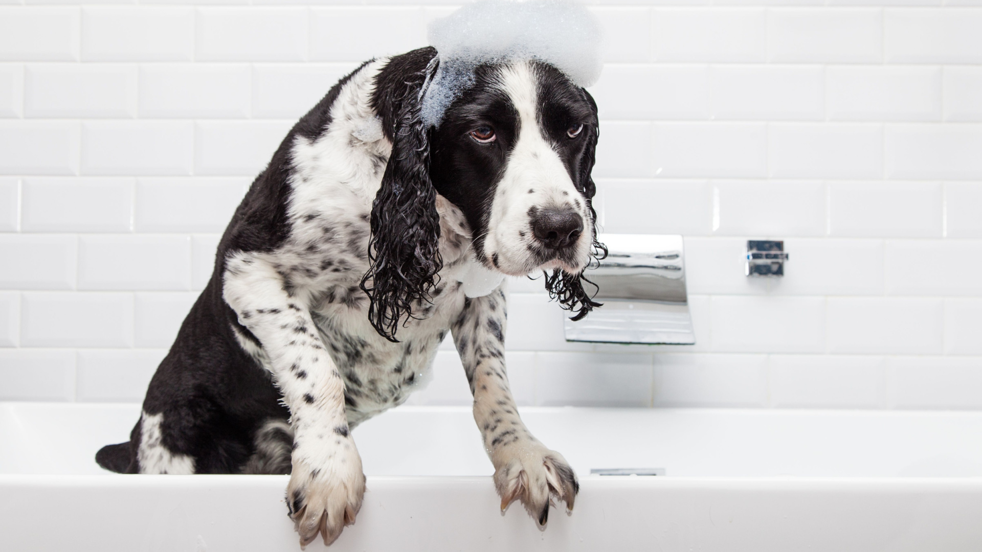 This is how dogs feel during bath time and why they dislike it