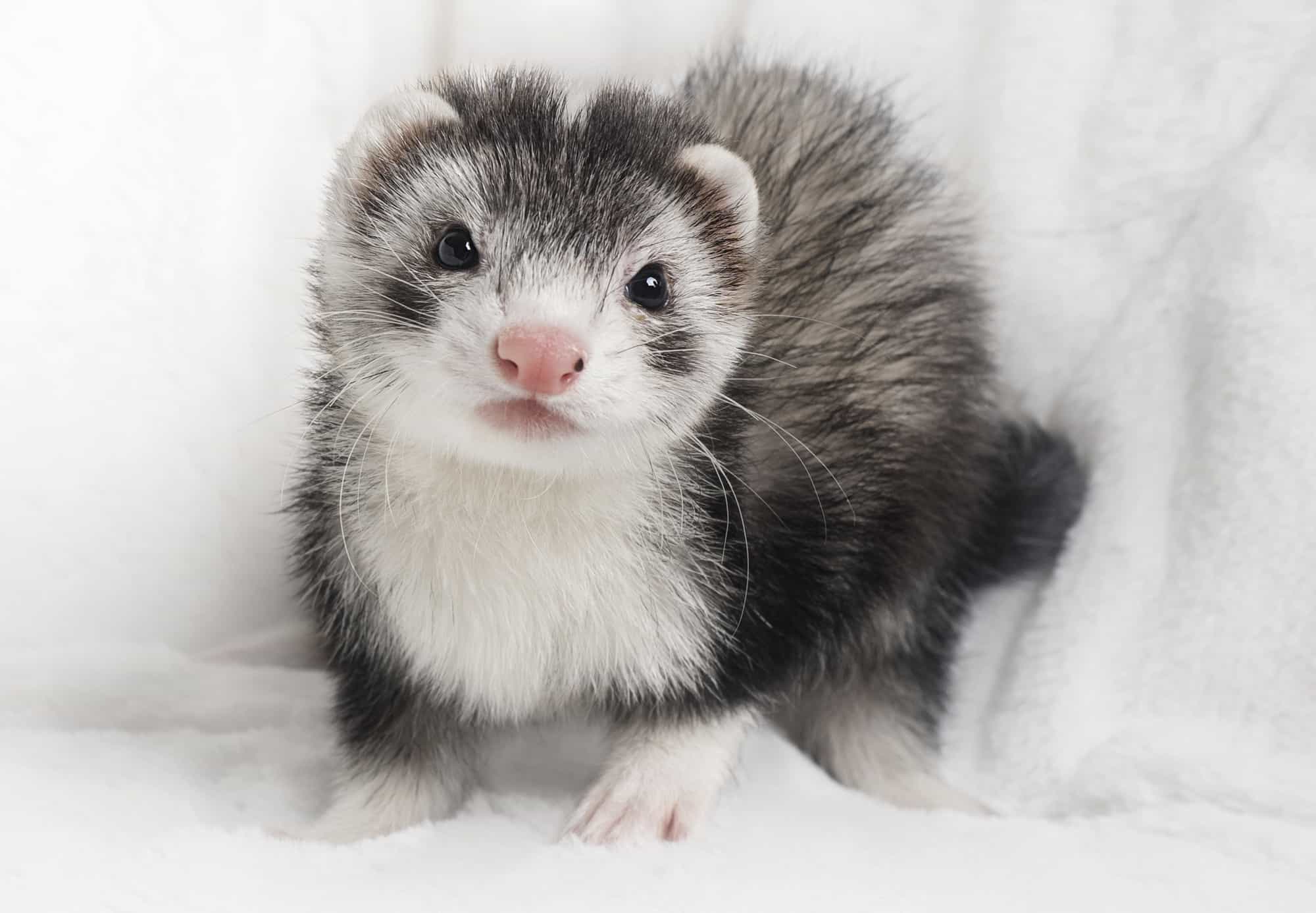 The medical danger of prolonged heat in female ferrets