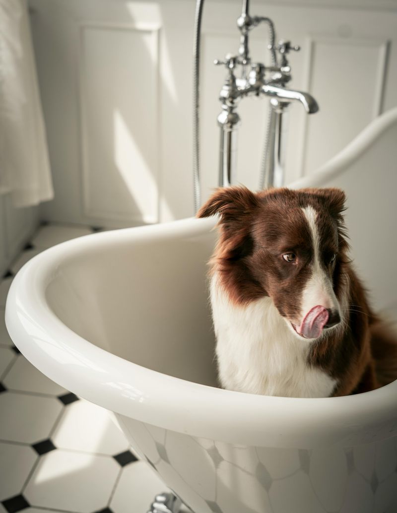 This is how dogs feel during bath time and why they dislike it