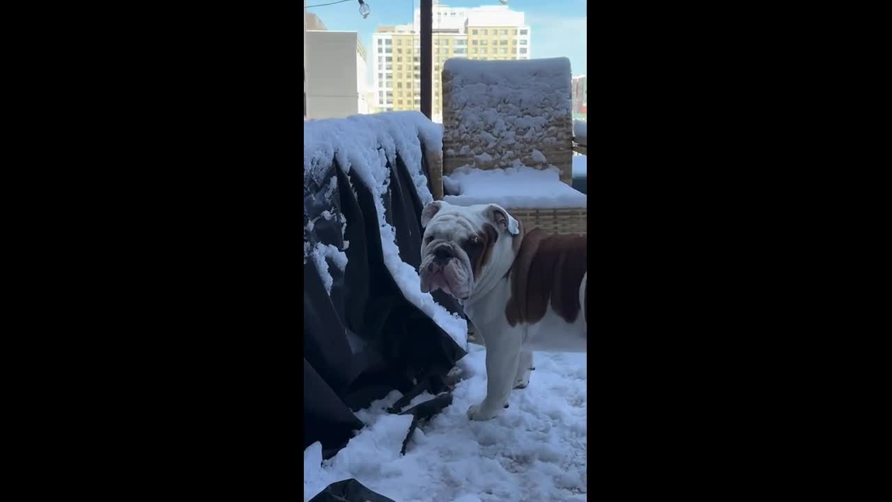 Pet dog ignores owner while eating snow on veranda in USA