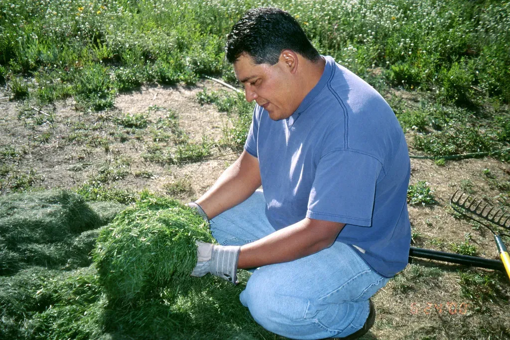 10 things to avoid immediately after cutting the grass