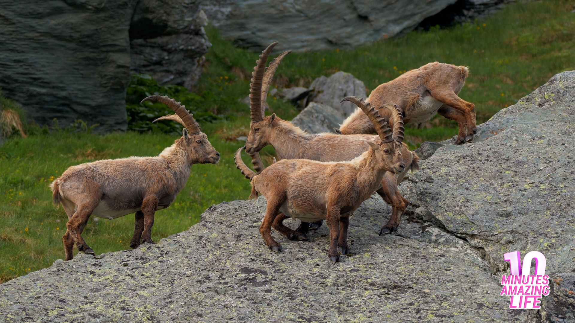 I filmed mountain goats climbing steep cliffs