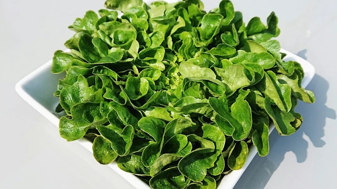 7 foods that become toxic when reheated but families still do it