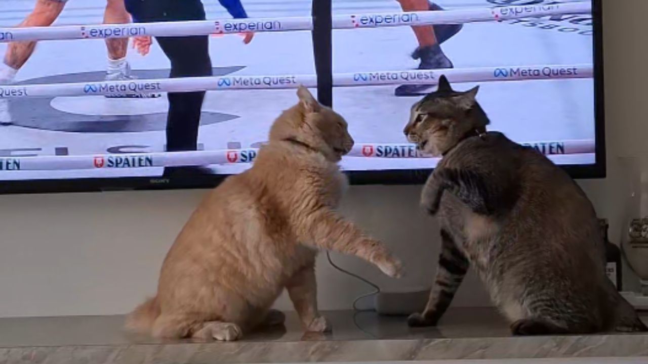 Jake Paw and Meow Tyson effortlessly put the boxing world