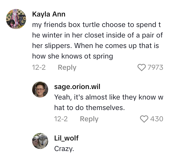 A wildlife expert warned people against burying their turtles for their ...