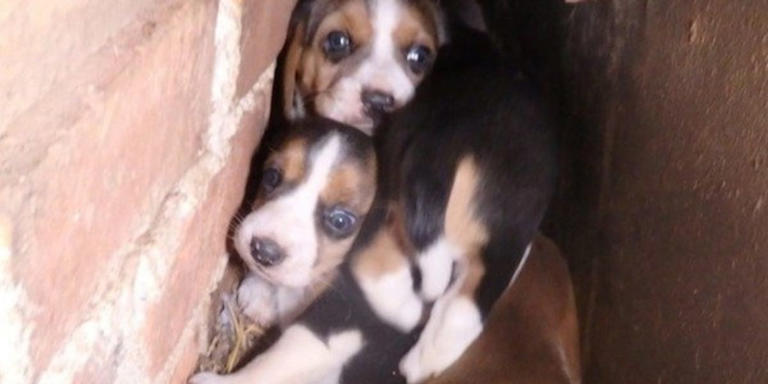 Puppy mill rescue beagle exposes hidden secret concealed in wall