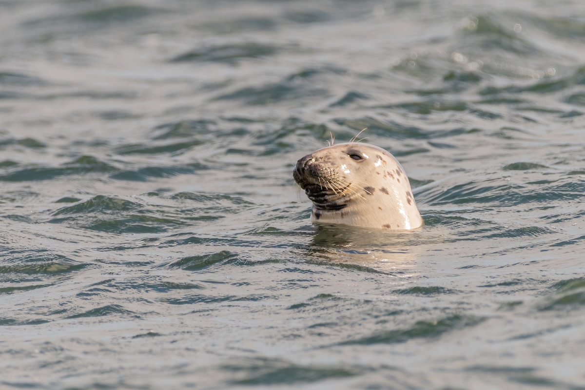 Seal waiting patiently at the 'floating buffet' really hit the jackpot