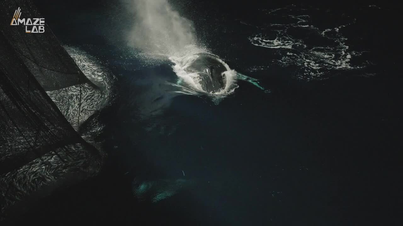 Gray whales were once feared as ‘devil fish’ — now they’re gentle ...