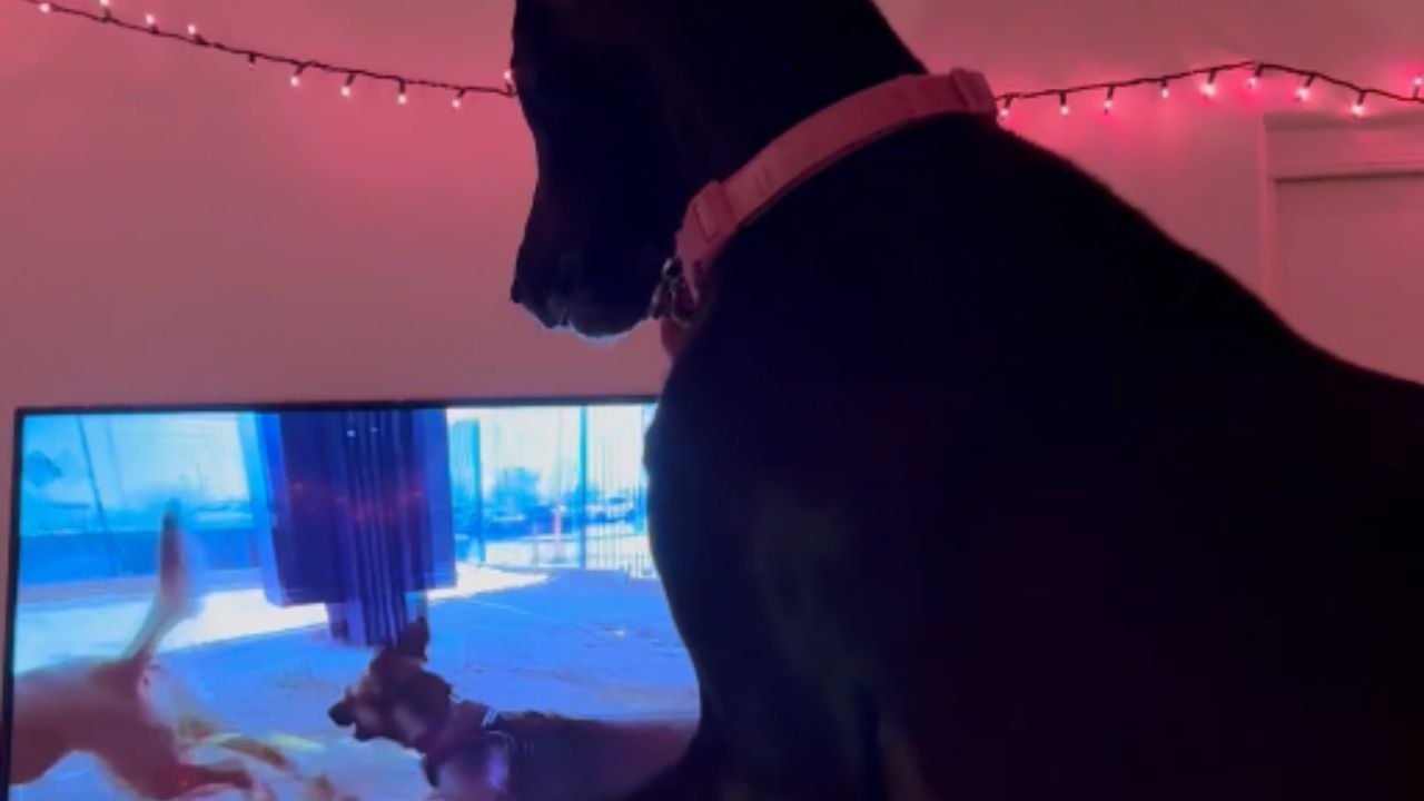 Dog’s favorite TV show sparks excitement as she wants to join the fun