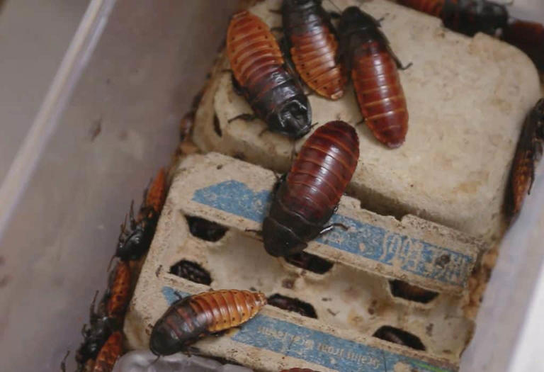 No, you’re not hallucinating: these roaches are wearing backpacks