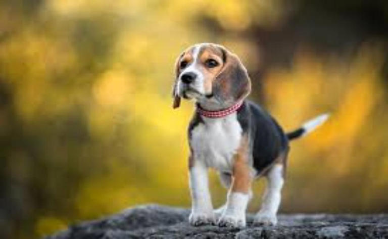 Why Cesar Millan says dogs really feel what you feel: science backs it up