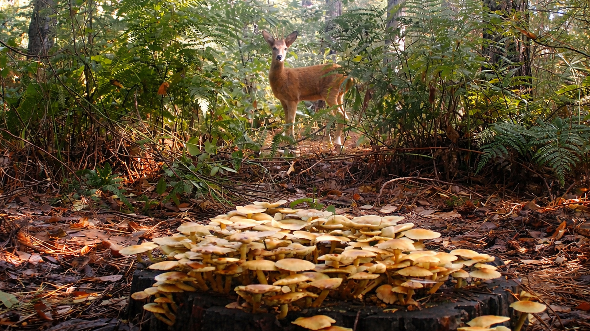 Nature’s hidden moments caught on camera trap