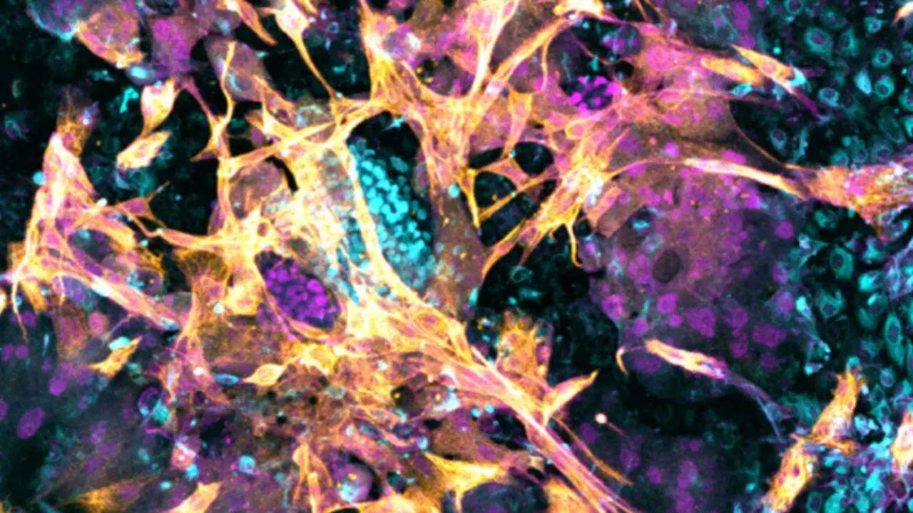 Recreating the human womb in the lab: How early-stage embryos implant ...