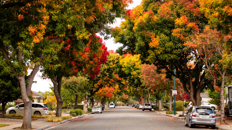 California's idyllic San Francisco suburb is a thriving city with ...