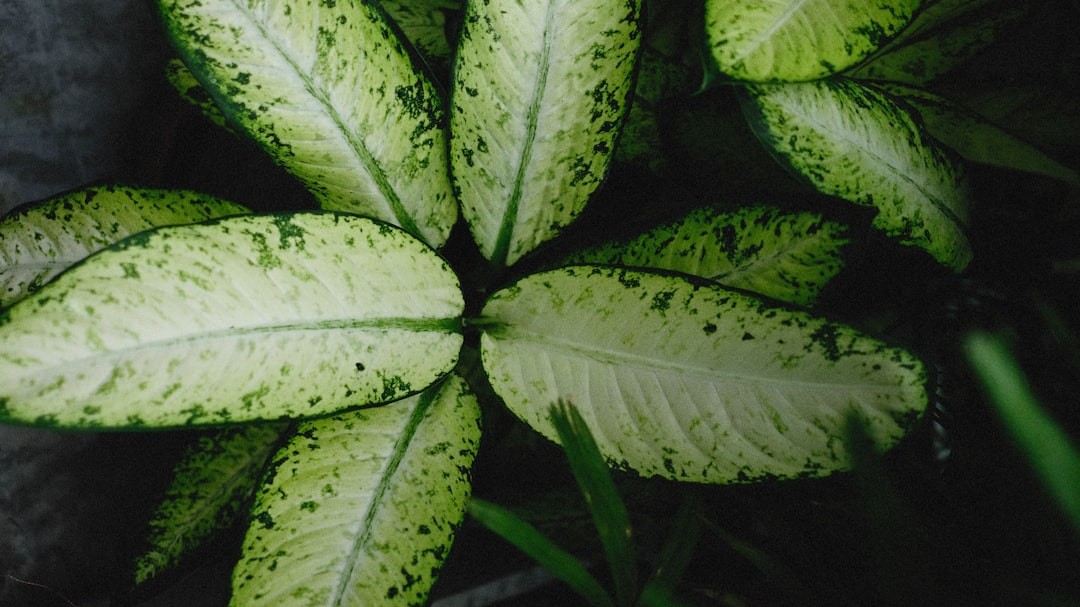 How plants communicate climate stress through chemicals