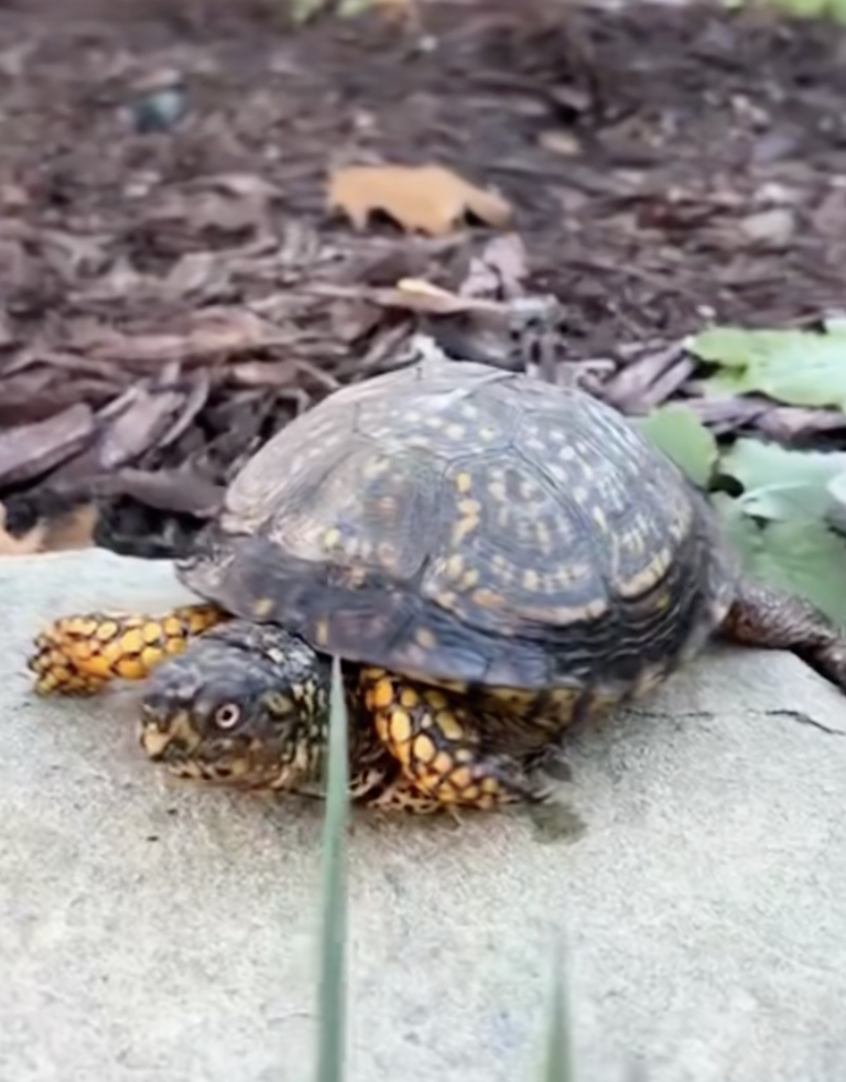 A wildlife expert warned people against burying their turtles for their ...