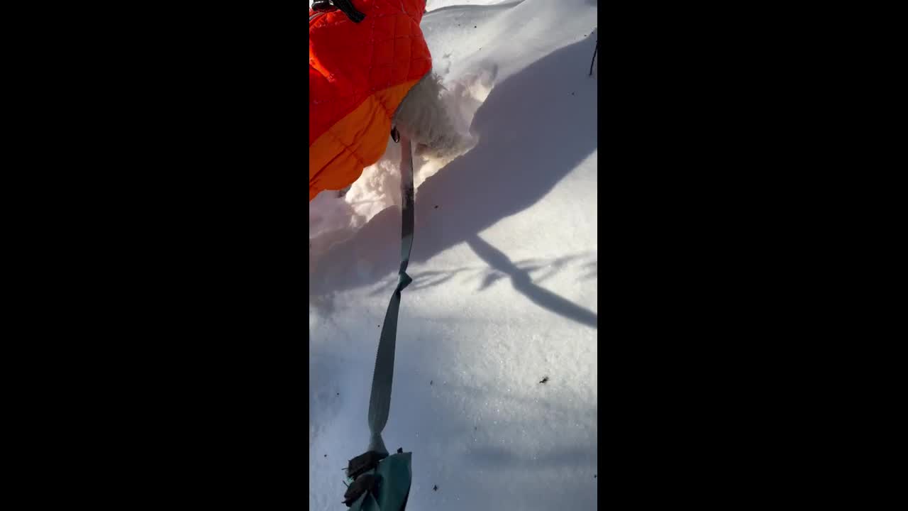 Huskyoodle Banksy playing in snow in Pont-Rouge, Canada