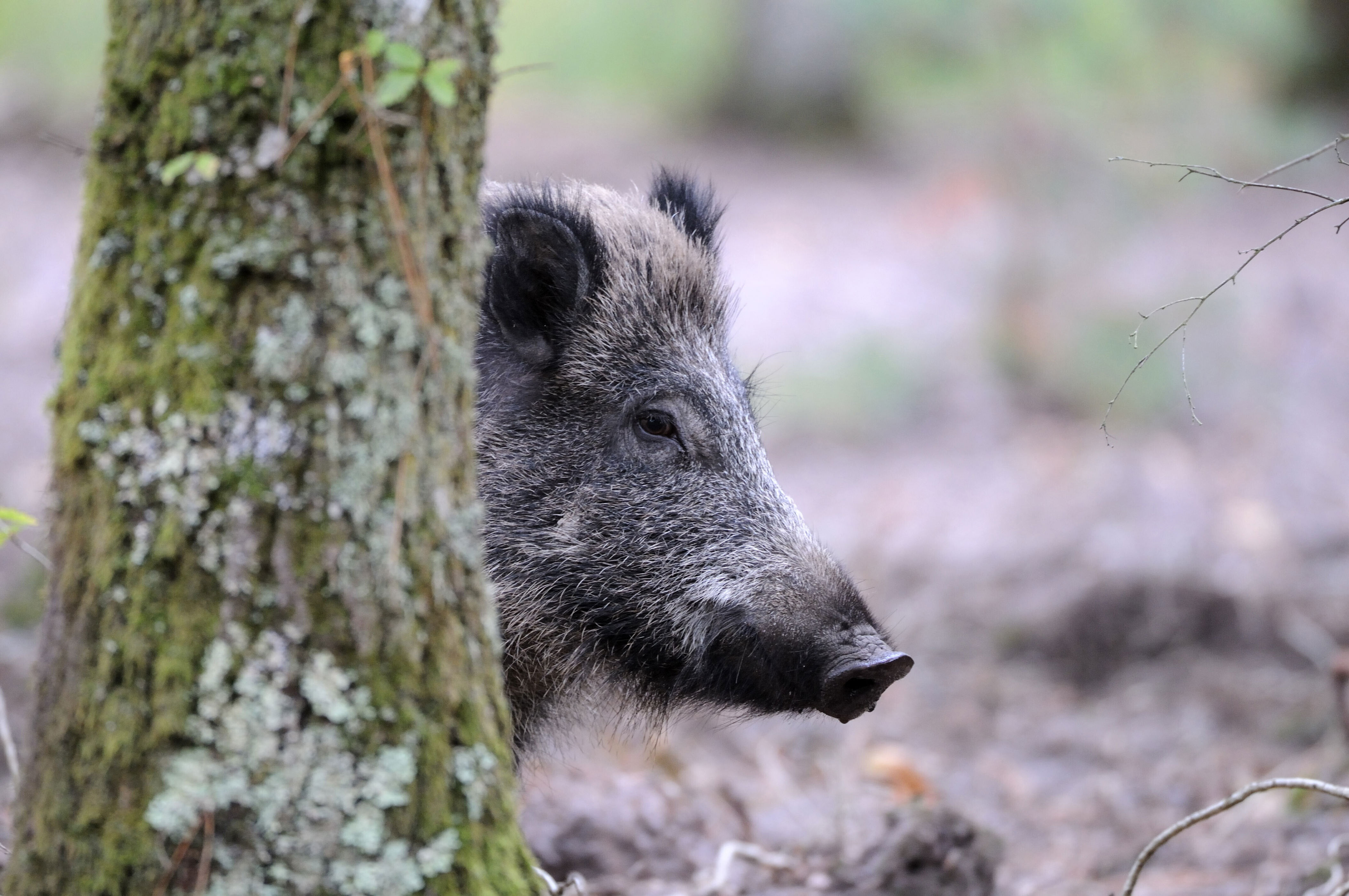 Caccia al cinghiale, muore un pensionato nel Frusinate