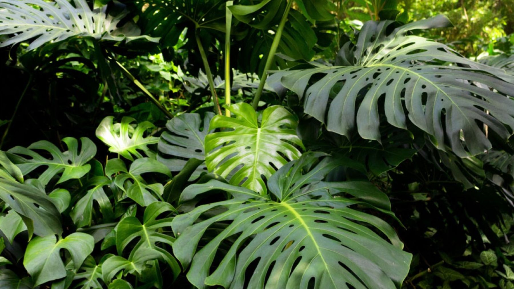 Ni a pleno sol ni a oscuras: éste es el mejor lugar para colocar la ...