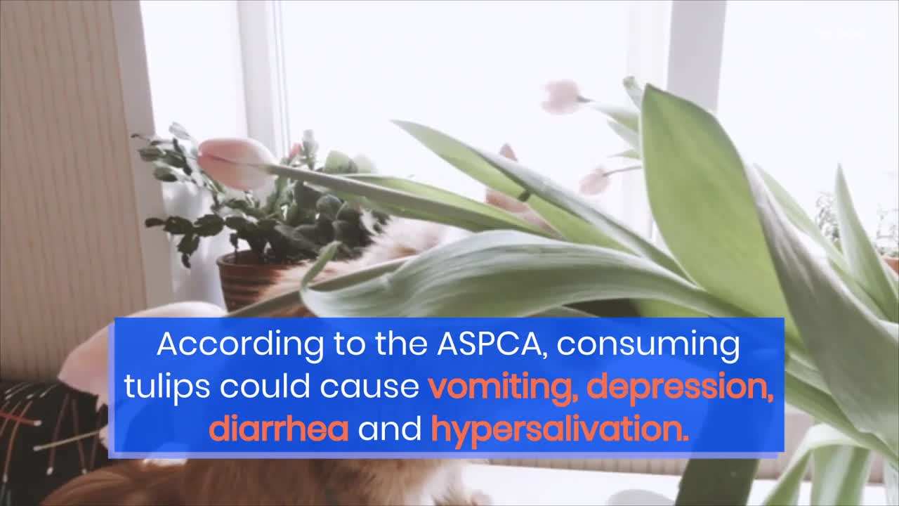 Pet owners guide to toxic houseplants