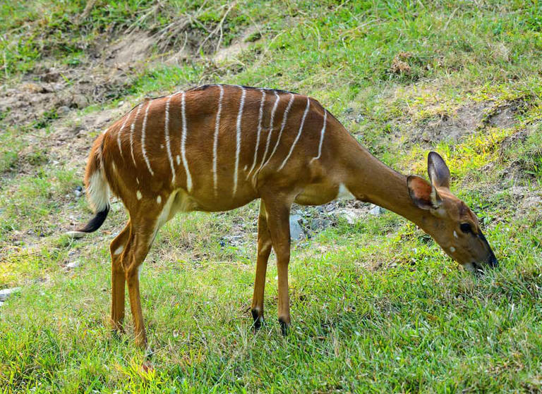 The hidden process behind species extinction