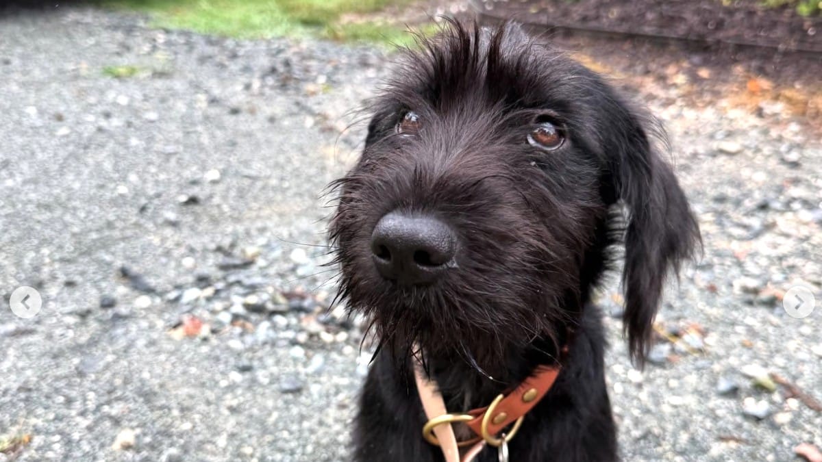 Dog surrendered to rescue with a wedding ring on her collar