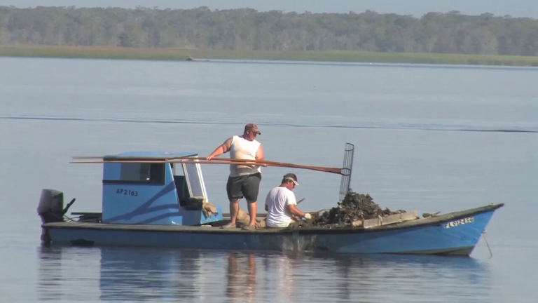 Florida’s oyster industry plans comeback after years of decline