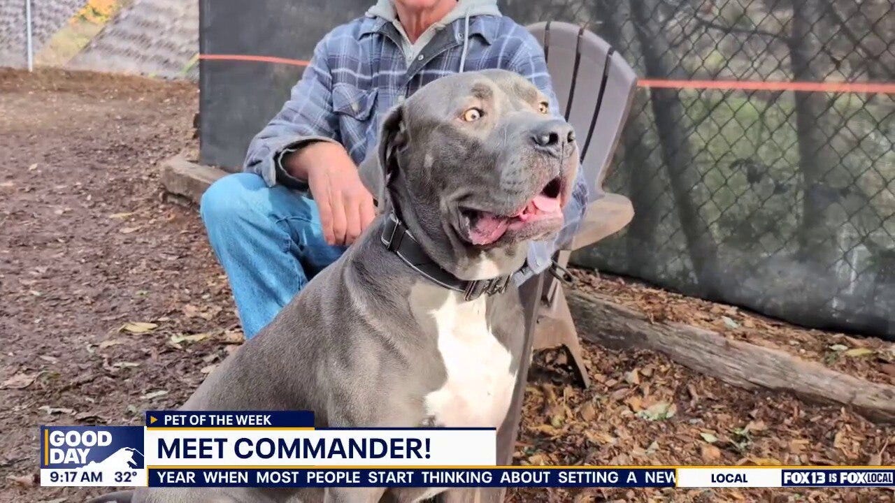 Pet of the week: Commander