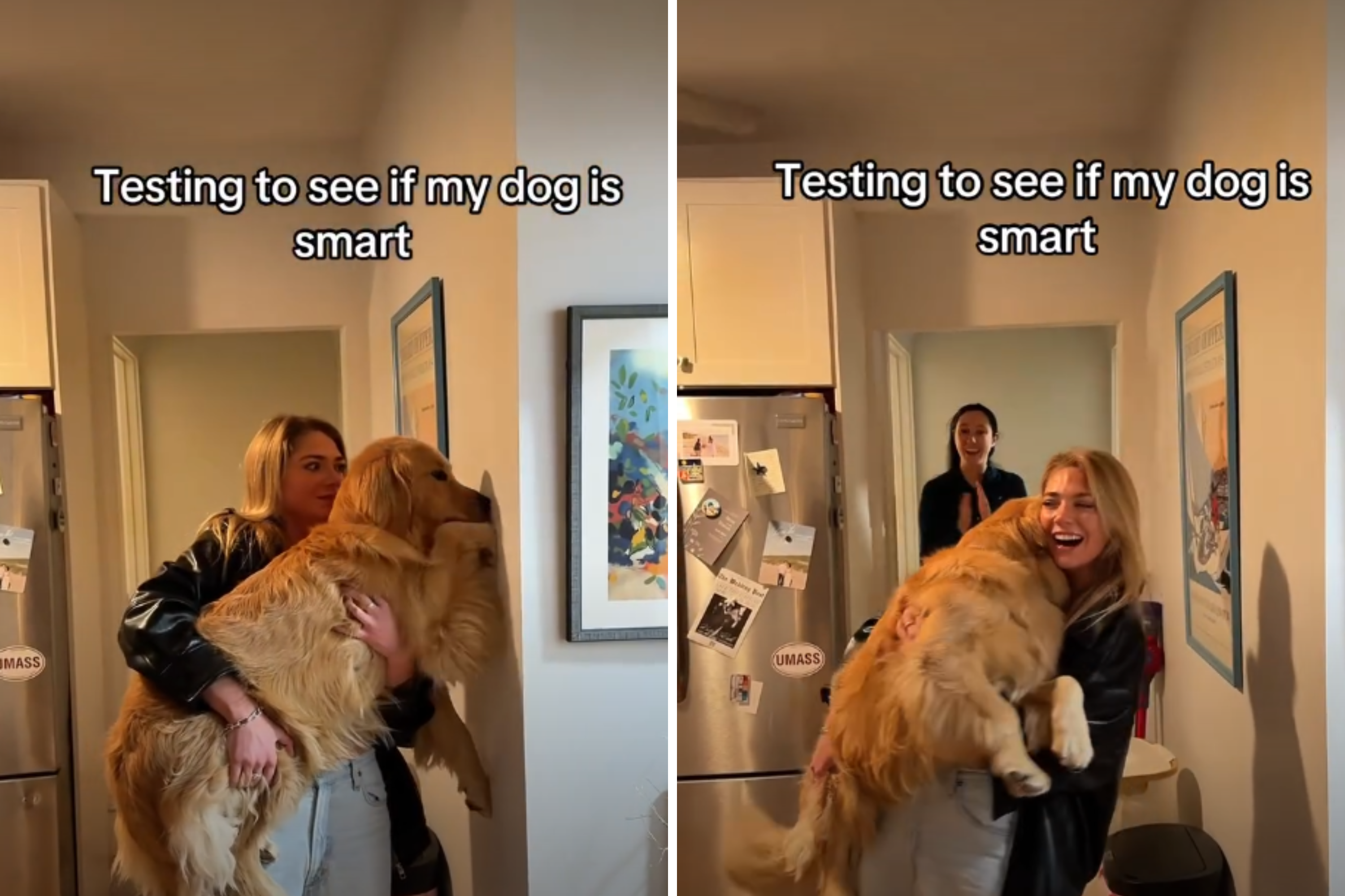 Owner tests golden retriever’s intelligence; not ready for the results