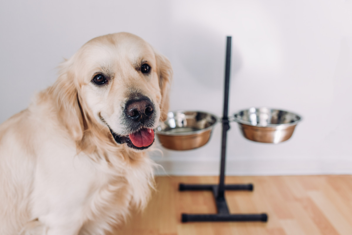 Golden retriever's sweet way of saying 'thank you' for his dinner is ...