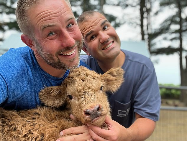 Teacup pigs are out as wealthy Americans spend thousands on Highland cows