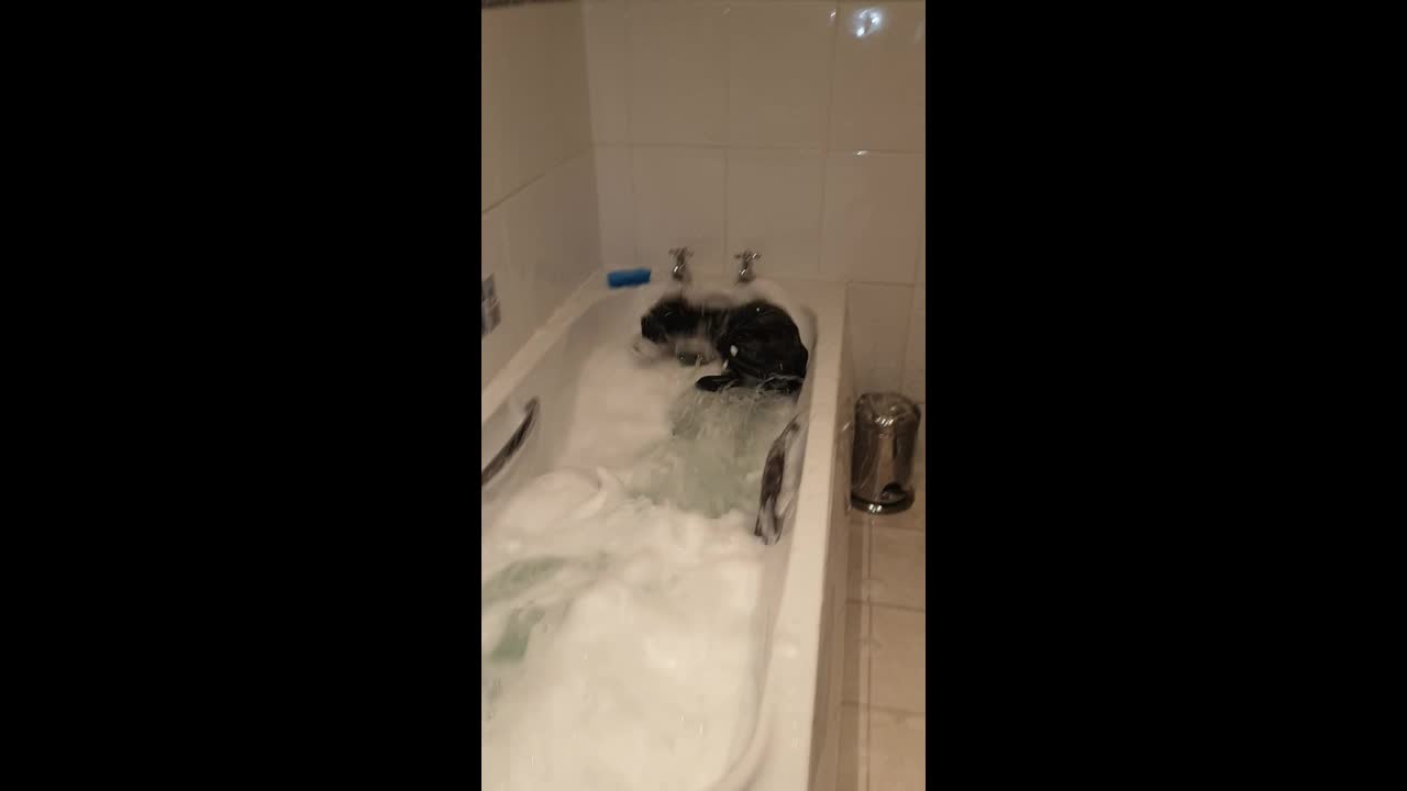 Playful dog splashes in bathtub in Radcliffe, UK
