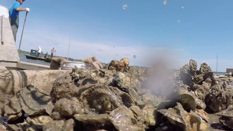 Florida’s oyster industry plans comeback after years of decline