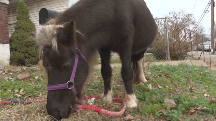 Miniature pony spared from eviction as Louisville councilwoman works to ...